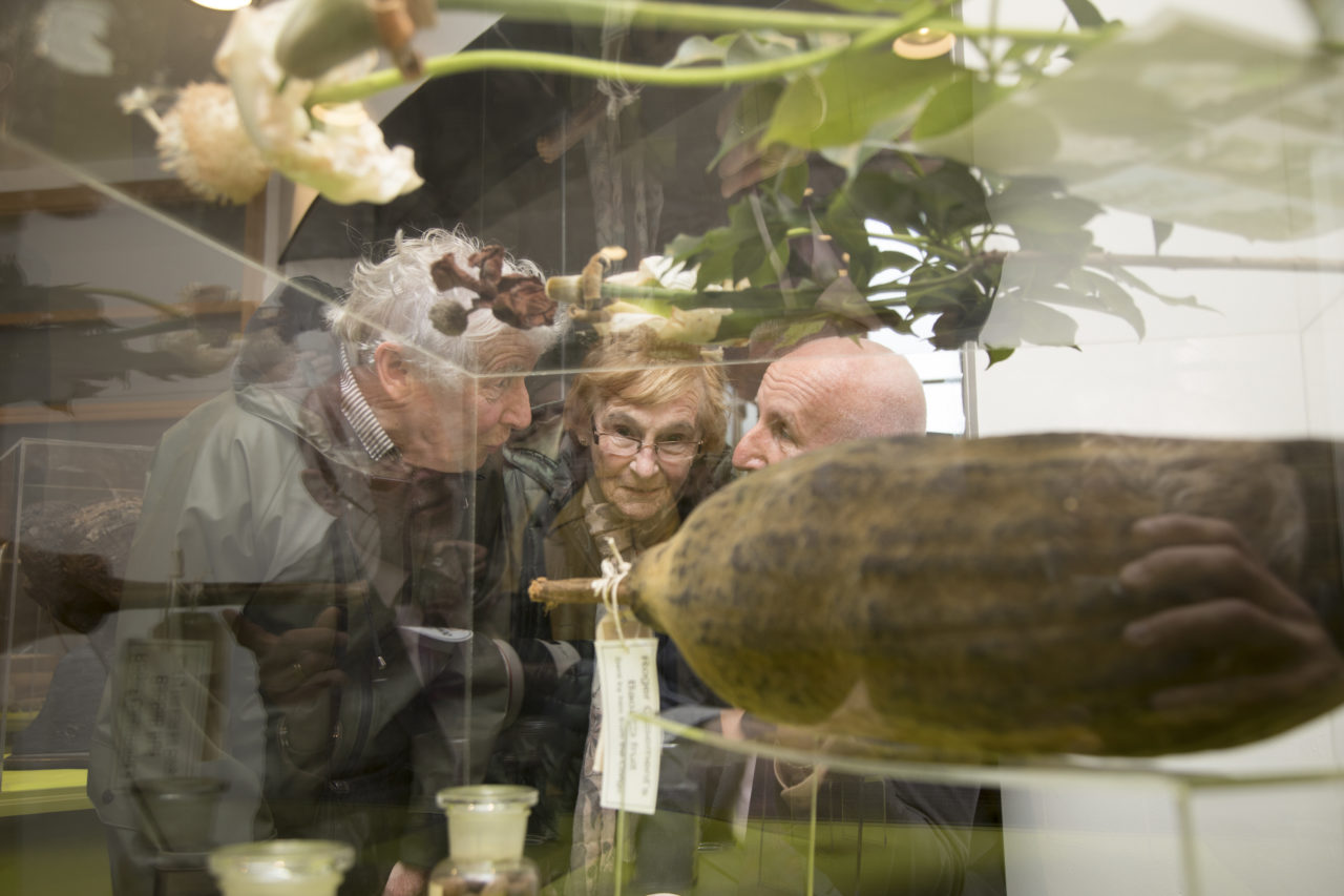 Herbarium in Focus – Exhibition brings to life the power of plants ...