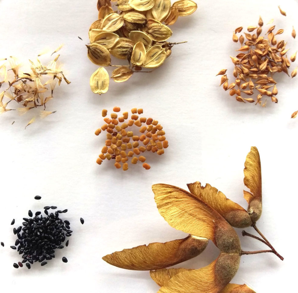 A National Seed Bank in the National Botanic Gardens | National Botanic ...